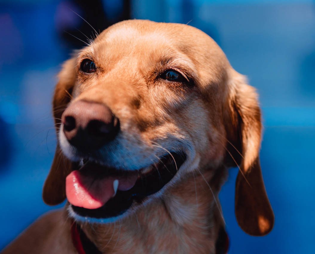 Transforming Reviews With Better Testing Codoid